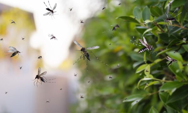 Mosquitoes and weather Archives - Crusader Mosquito Control, LLC